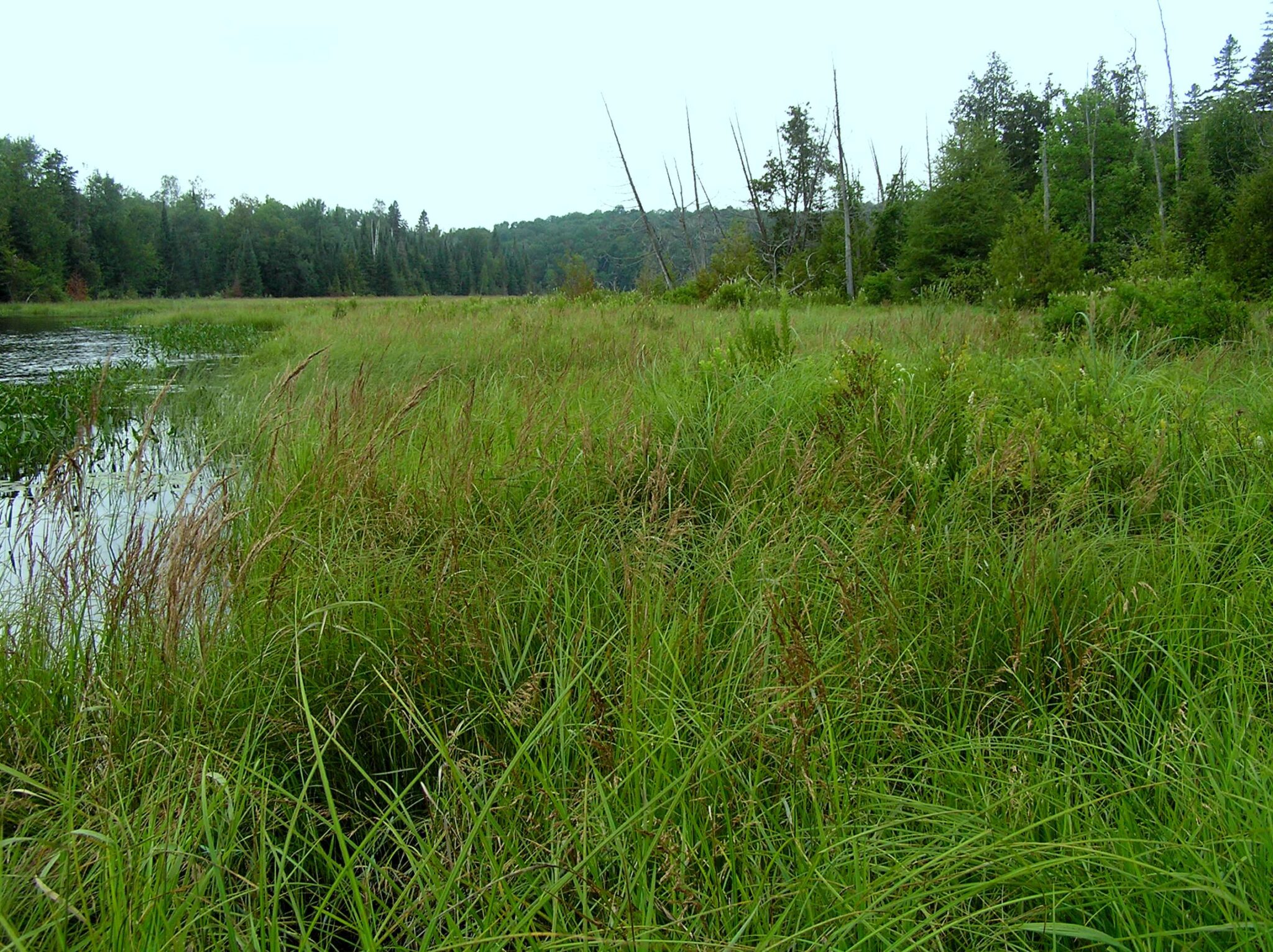 Smith Forest