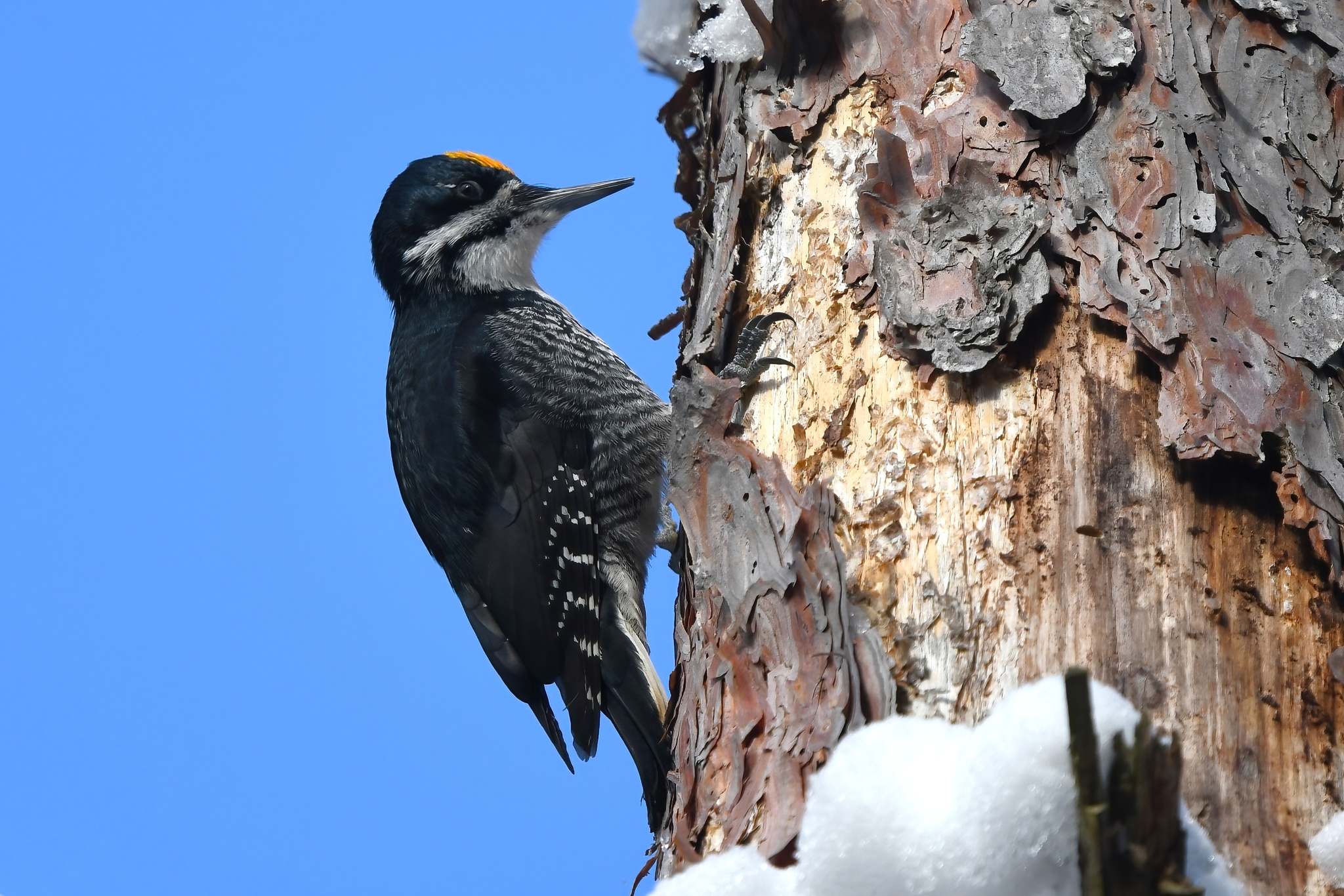 First Sighting of Rare Species At Dahl Forest After Ice Storm