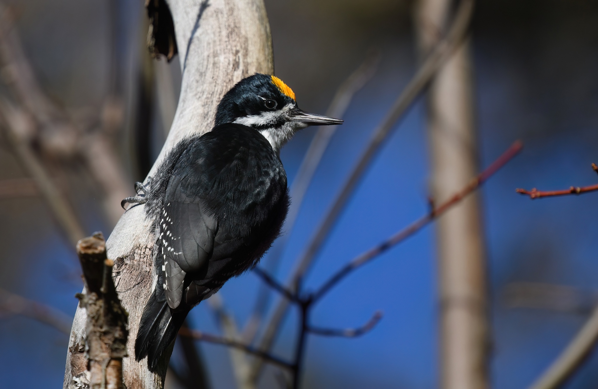 First Sighting of Rare Species At Dahl Forest After Ice Storm